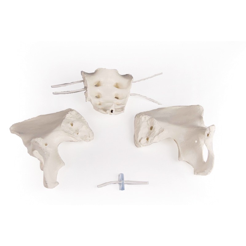 Flexible Female Pelvis with Sacrum Model | Health and Care